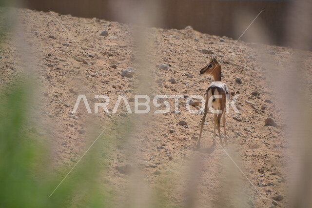 A picture of a young deer in the wild nature in Saudi Arabia, breeding ...