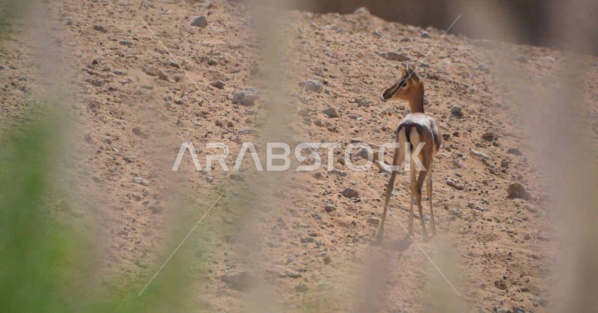 A picture of a young deer in the wild nature in Saudi Arabia, breeding ...