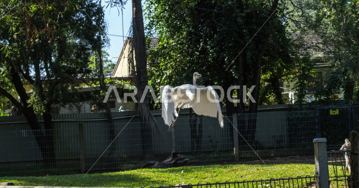 A copy of the White Berchon bird of migratory birds in Saudi Arabia ...