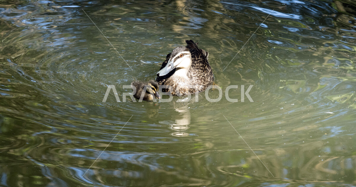 Image of the ducks in the water, breeding ducks and birds, natural ...