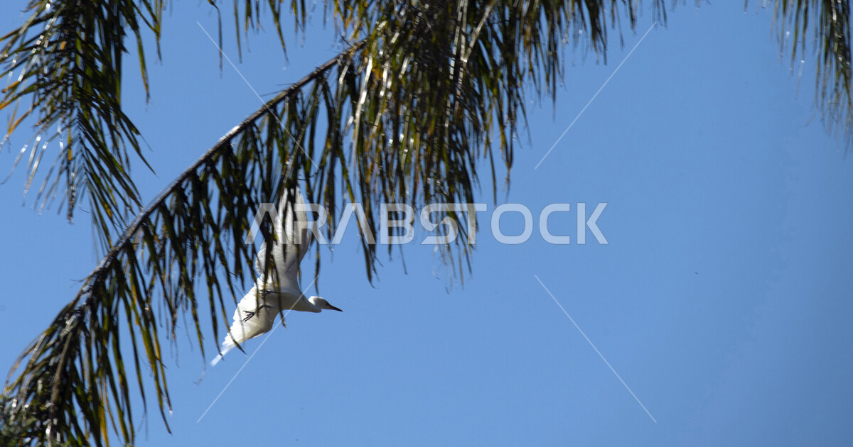 A picture of a white egret flying in Saudi Arabia, migratory birds in ...