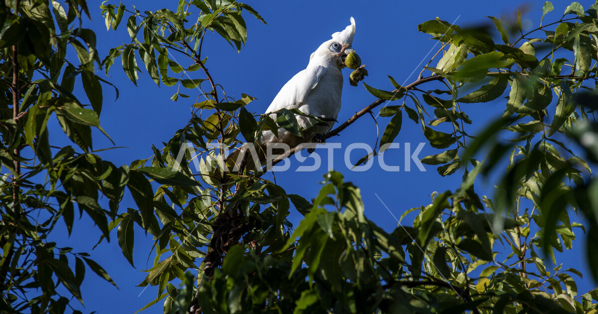 Corilla standing on a tree branch, corella in a nature reserve in Saudi ...