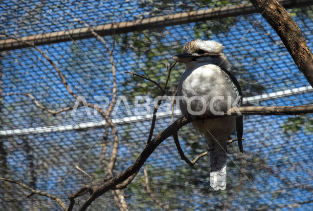 Picture of a laughing cocopara on a tree branch in the zoo, Cocobara ...