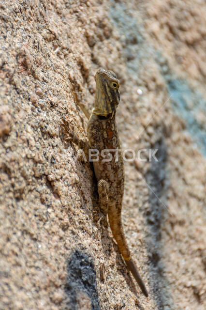 Saudi Desert Lizards