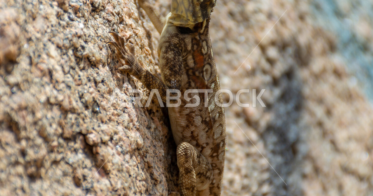 A picture of a lizard on a rock in Saudi Arabia, lizards, wild reptiles ...