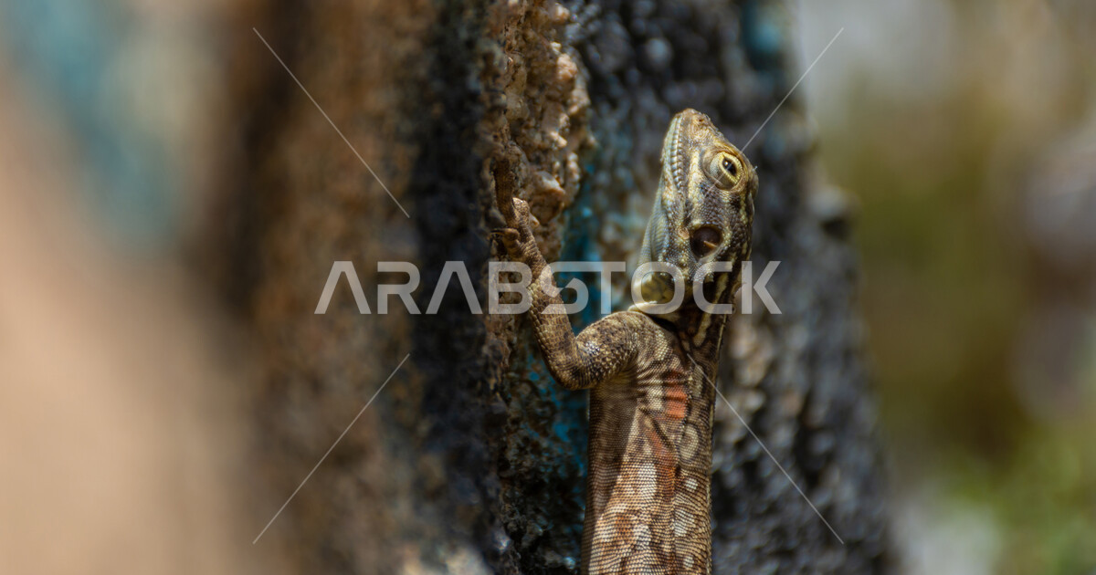 Close-up of a lizard on a rock in Saudi Arabia, lizards, wild reptiles ...