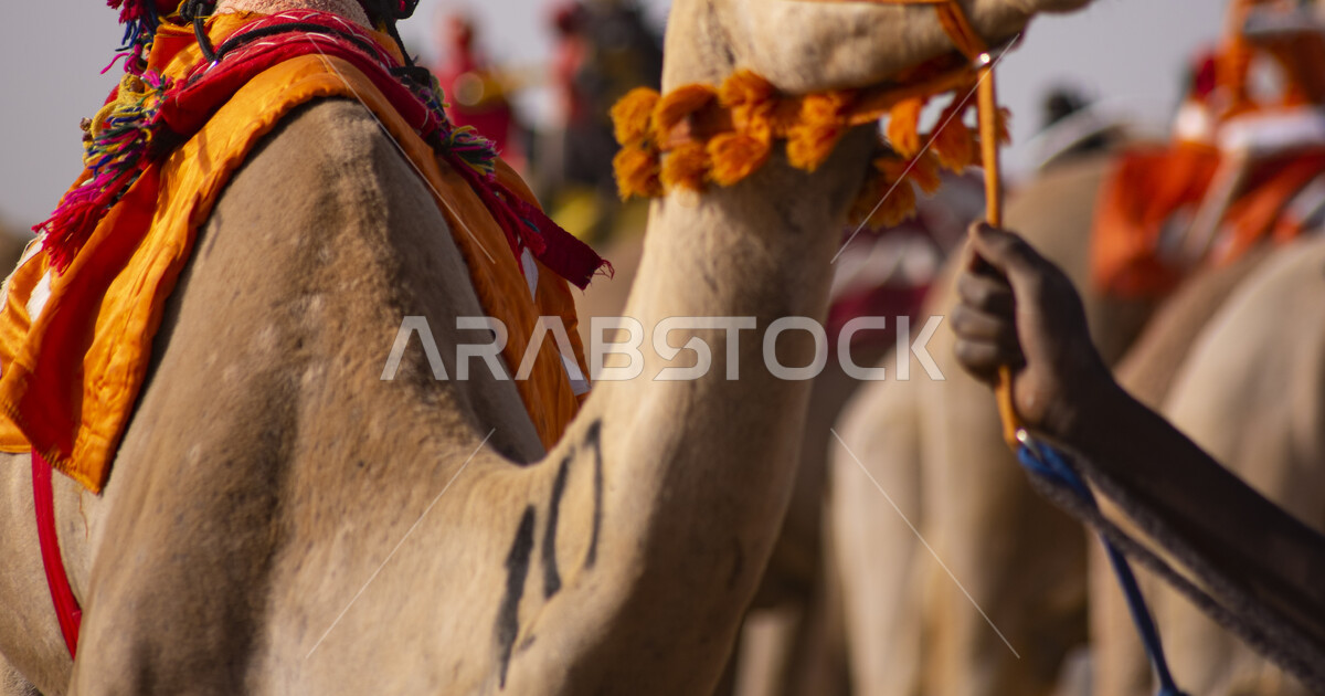 A group of camel animals in a camel race, the Saudi Camel Federation ...