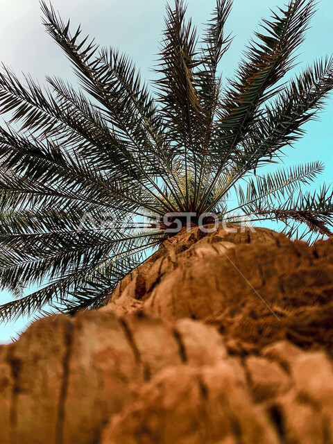 A close-up of a palm tree in Al-Ahsa Governorate in the Eastern ...