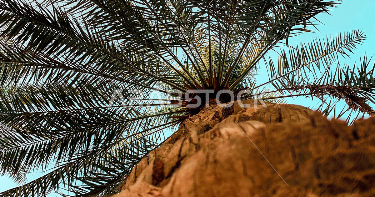 A close-up of a palm tree in Al-Ahsa Governorate in the Eastern ...