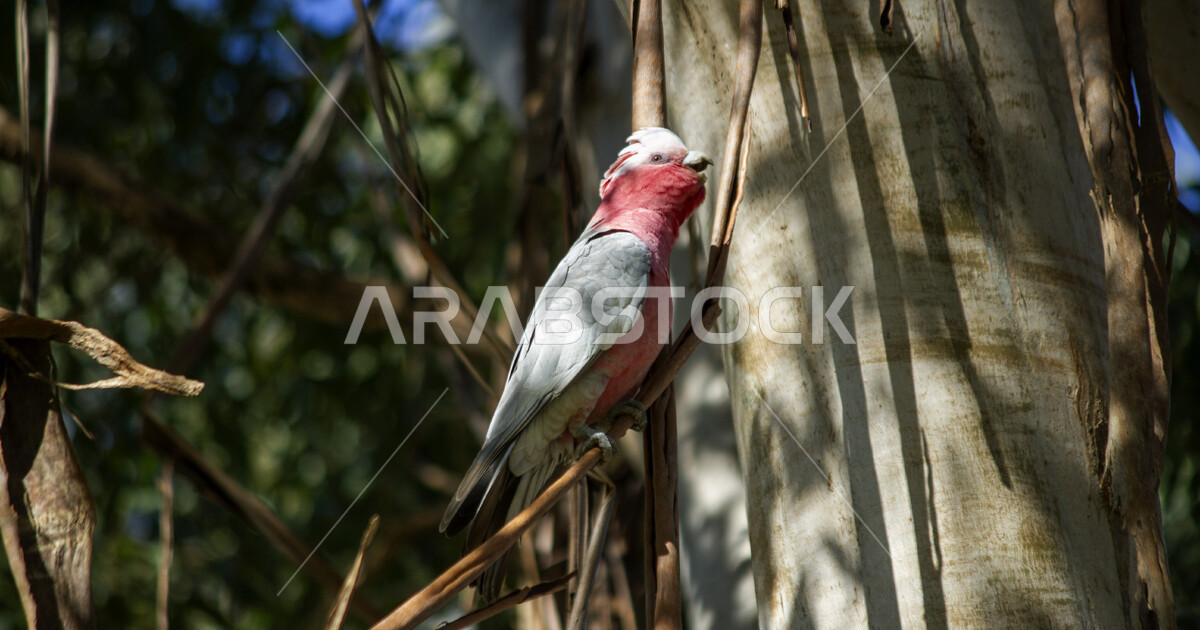 A picture of a Gala cockatoo standing on tree branches, a parrot in a ...