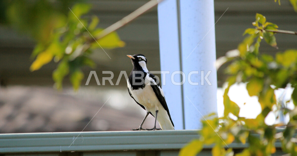 A picture of a magpie standing on a fence, a magpie in a nature reserve ...