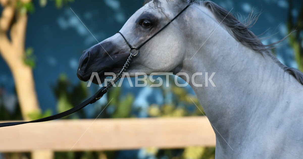 Close-up of a purebred white Arabian horse, horse breeding, horse ...