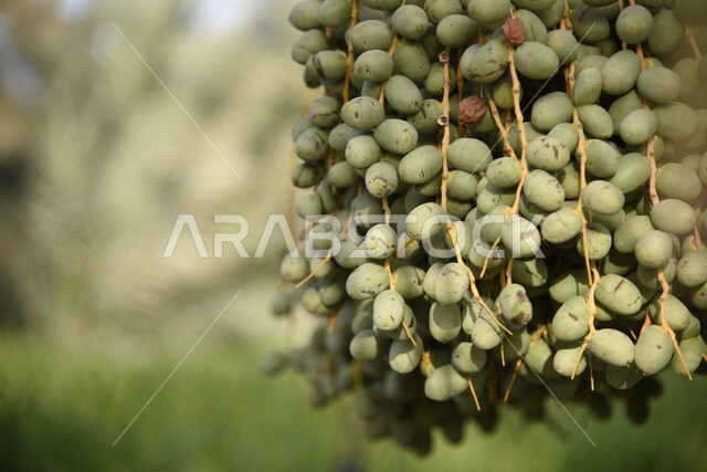 Creative picture of fruitful palm trees, planting palm trees, beauty of ...