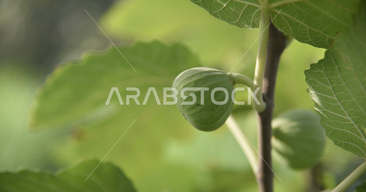 Close-up of a fig fruit in a farm in Saudi Arabia, natural green plants ...