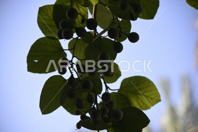 Close-up of the fruit of the wild bamboo shoot in one of the farms of ...