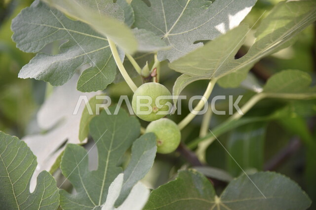 Close-up of a fig fruit in a farm in Saudi Arabia, natural green plants ...
