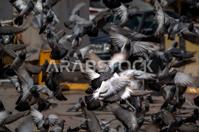 A picture of a group of pigeons gathering around food grains, a group ...