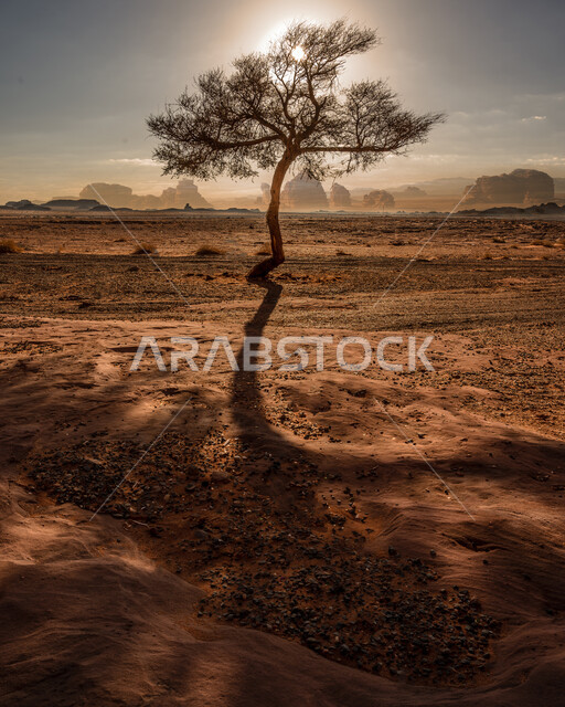 Close-up of a tree in the middle of the desert in Saudi Arabia, natural ...