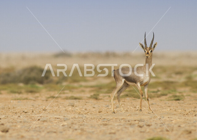 A picture of a young deer in the wild nature in Saudi Arabia, a reserve ...