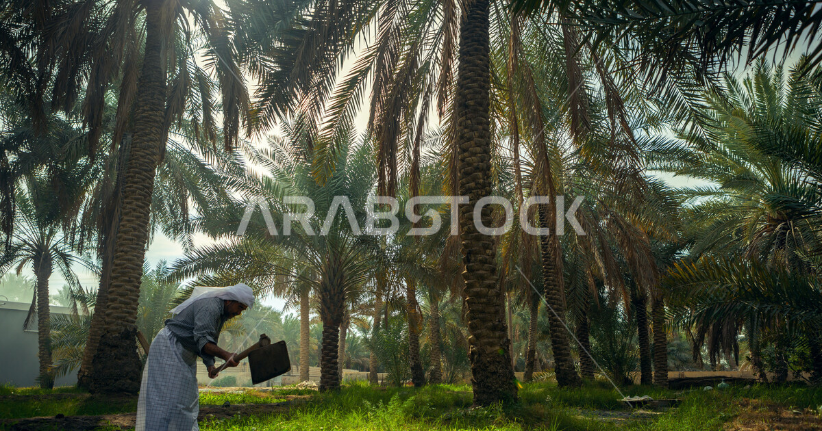 A Saudi Arabian Gulf farmer working on the farm, palm plantations in ...
