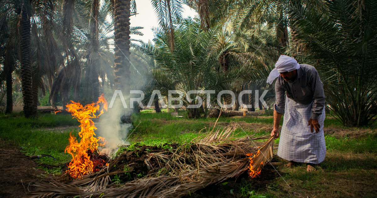 A Saudi Arabian Gulf farmer working on the farm, palm plantations in ...