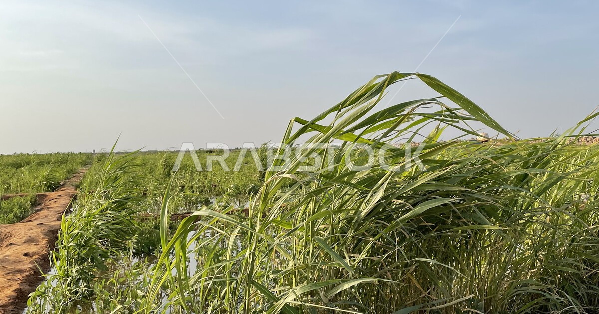 A picture of agricultural land in the Kingdom of Saudi Arabia ...