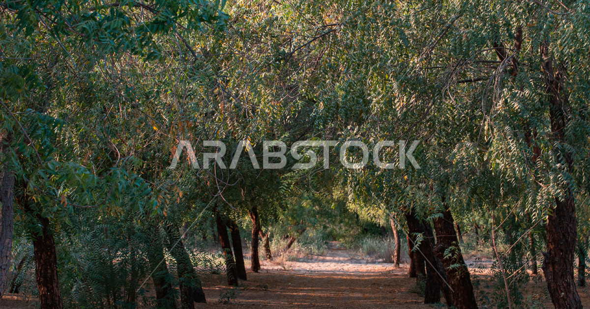 Picture of green trees and plants, agricultural areas in Saudi Arabia ...