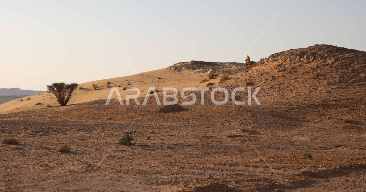 Desert nature, desert and sand in the Kingdom of Saudi Arabia ...