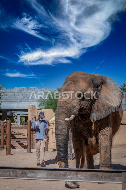 A picture of the elephant in the Malaz Zoo in Riyadh in the Kingdom of ...