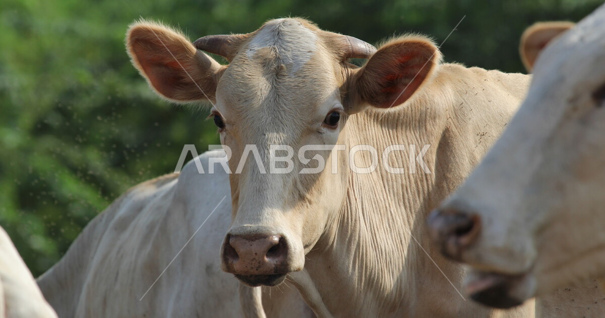 A picture of a group of cows in a cow breeding reserve in Saudi Arabia ...