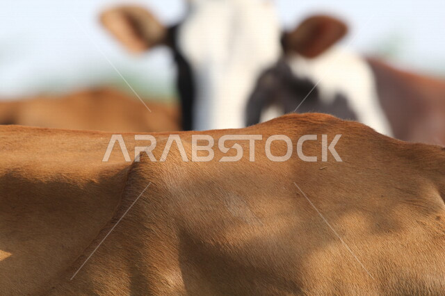 A picture of a group of cows in a cow breeding reserve in Saudi Arabia ...