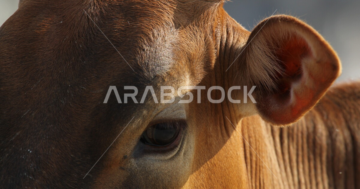 A picture of a cow in a cow breeding reserve in Saudi Arabia, a nature ...