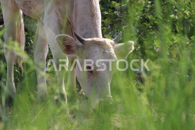 A picture of a cow in a cow breeding reserve in Saudi Arabia, a nature ...