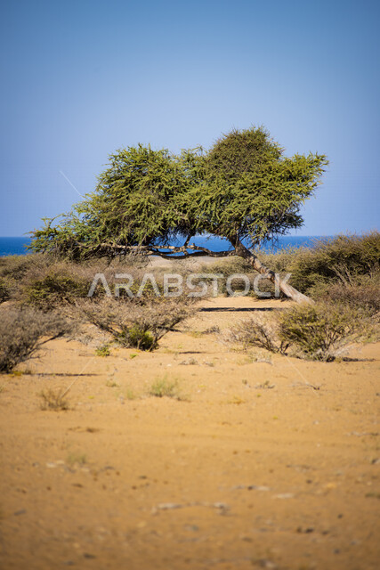 Samar tree, acacia, coastal plants in the United Arab Emirates, rare ...