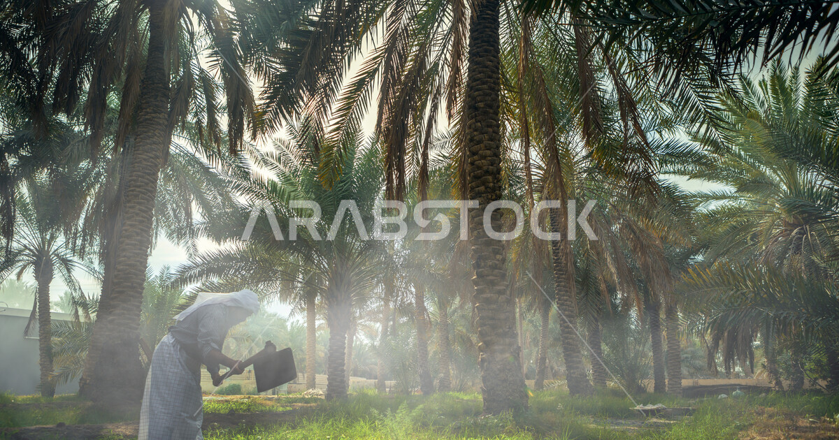 A Saudi Arabian Gulf farmer working on a palm farm in the Kingdom of ...
