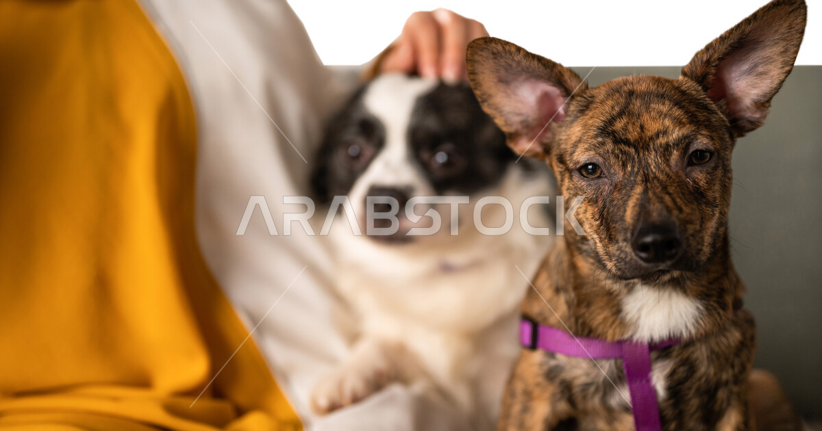 Close-up of pets, a Saudi Arabian Gulf woman with her pets at home, fun ...
