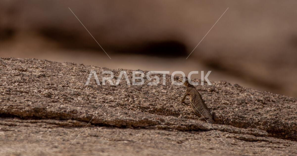 A picture of a lizard in the desert of Saudi Arabia, vertebrate ...