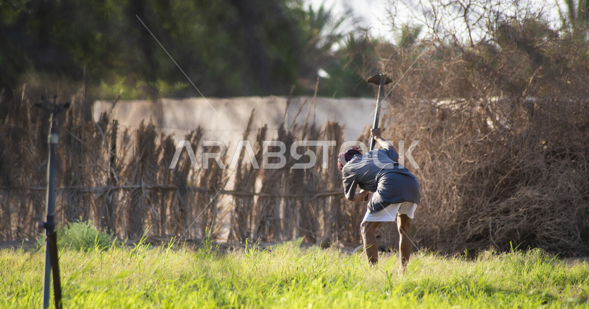 A Saudi Arabian Gulf farmer working on a farm in the Kingdom of Saudi ...