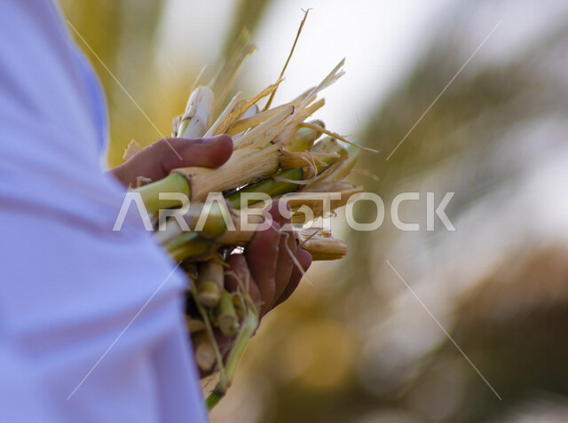 A Saudi Arabian Gulf farmer working on a farm in the Kingdom of Saudi ...