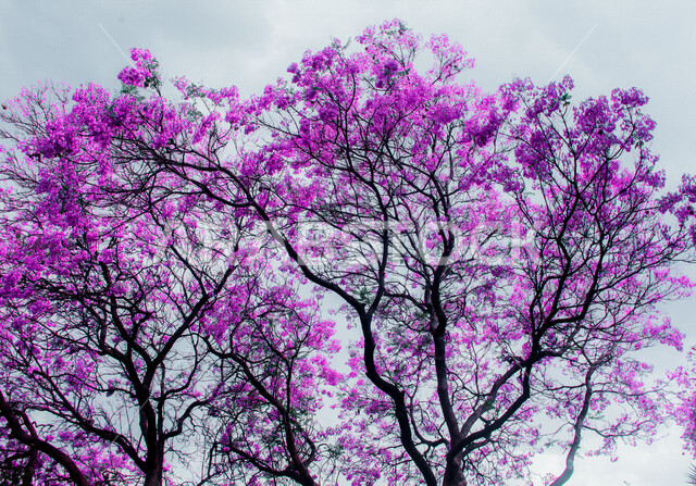Violet seasonal flowers on trees in the city of Abha, a beautiful ...