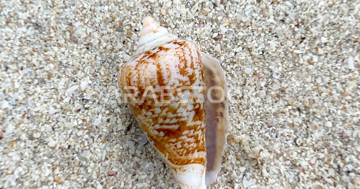 Close-up of a shell on the beach in Saudi Arabia, sea sand, seashells ...