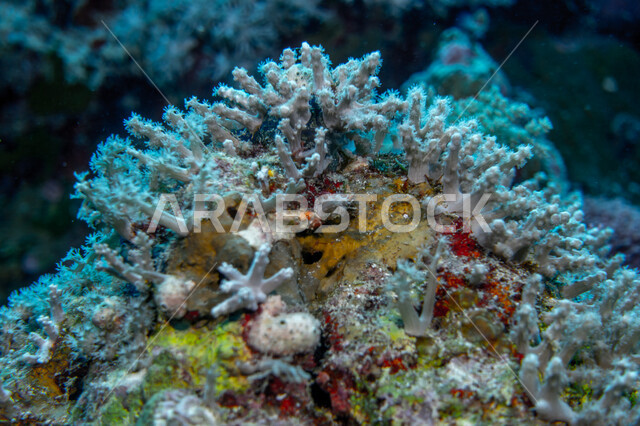 A picture of a fan coral in the depths of the sea, fish wealth in the ...