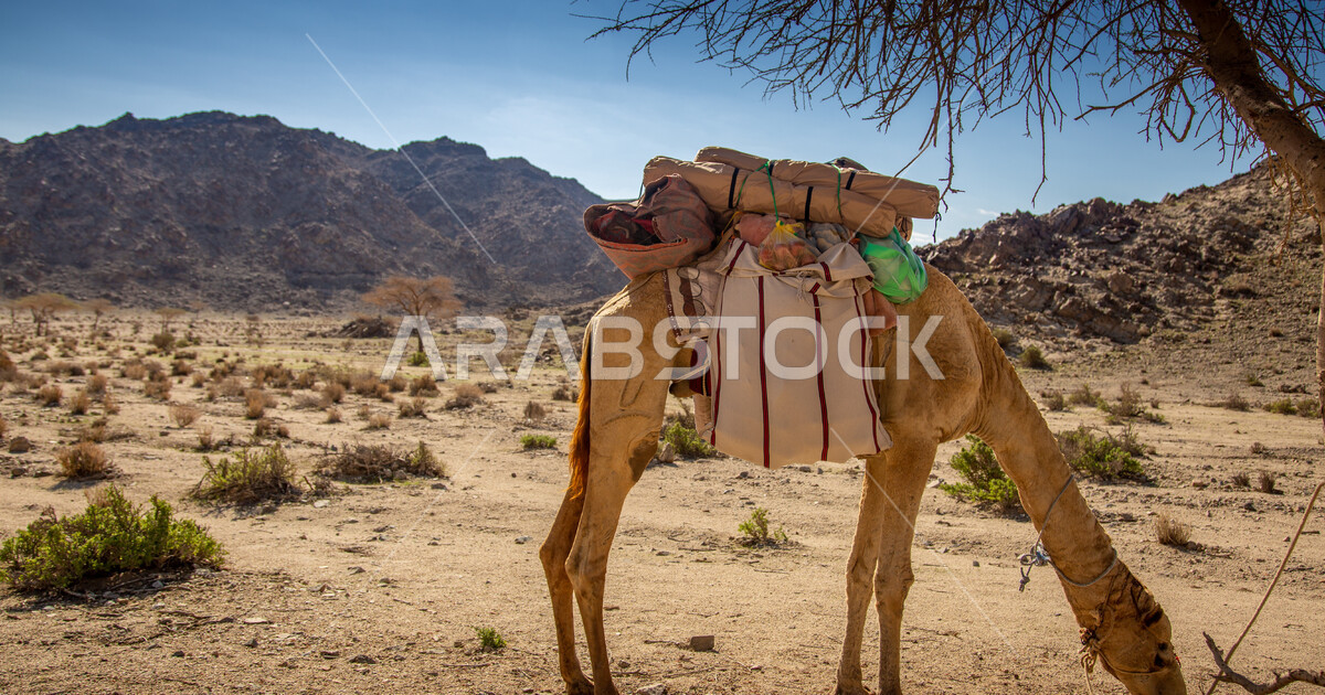 A picture of a camel animal in the desert areas of Saudi Arabia ...