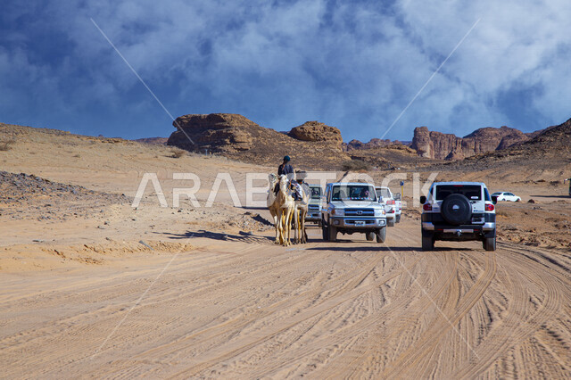 A picture of camel animals walking in the desert areas of Saudi Arabia ...