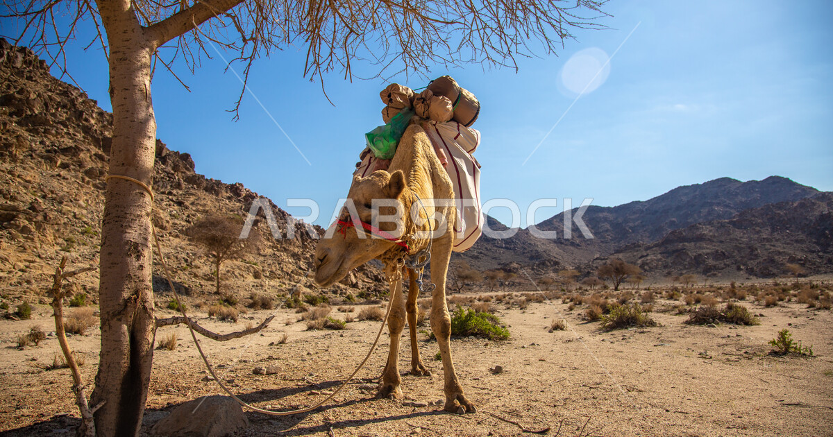 A picture of a camel animal in the desert areas of Saudi Arabia ...
