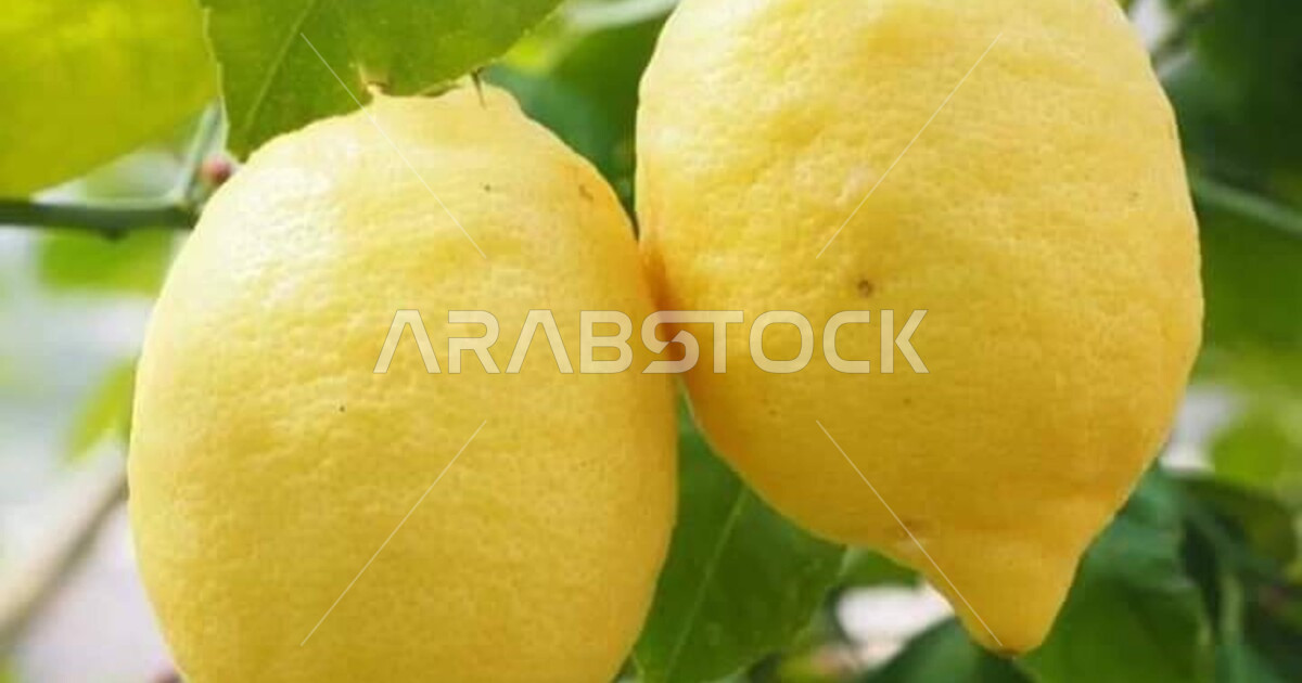 Close-up of lemon fruit in a farm in Saudi Arabia, natural green trees ...