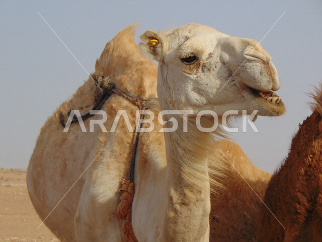 Close-up of a camel animal in the desert areas of Saudi Arabia, camel ...