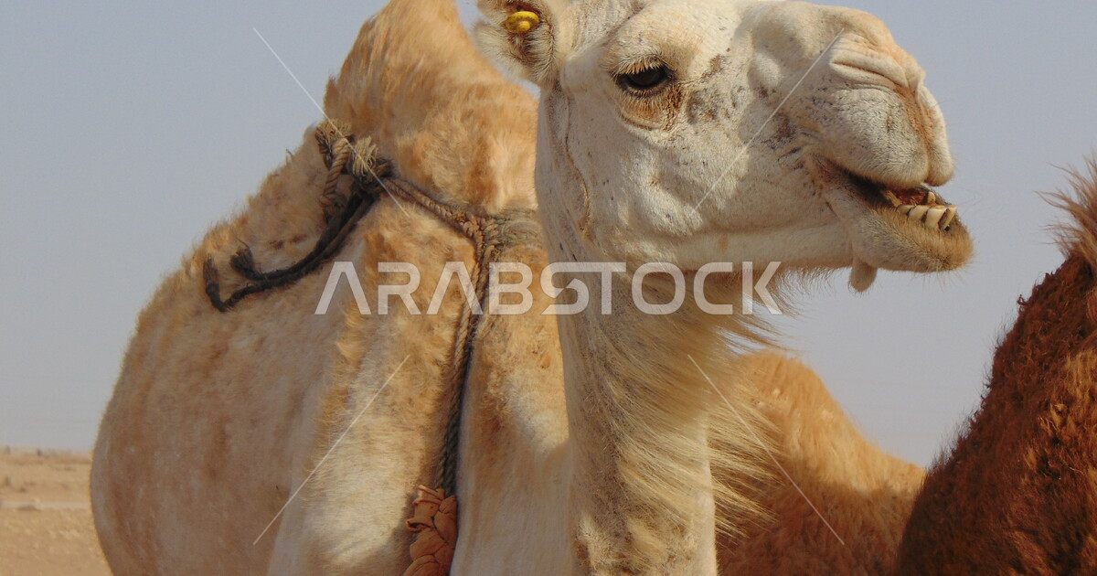 Close-up of a camel animal in the desert areas of Saudi Arabia, camel ...
