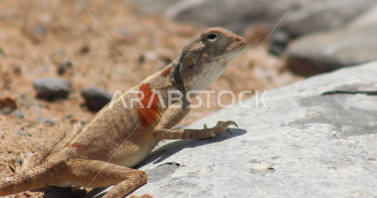 Close-up of the Sinai Hardun in the desert areas of Saudi Arabia, wild ...