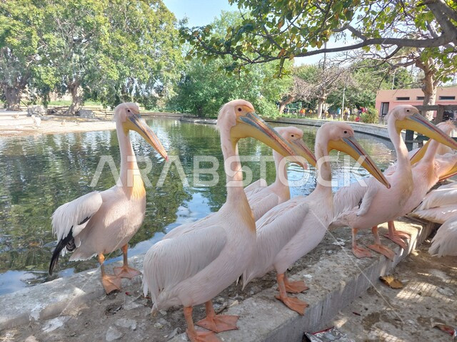 A picture of a group of swans in a park in the Kingdom of Saudi Arabia ...